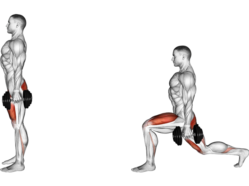 Dumbbell Reverse Lunge How To Muscles Worked Form Guide Liftosaur